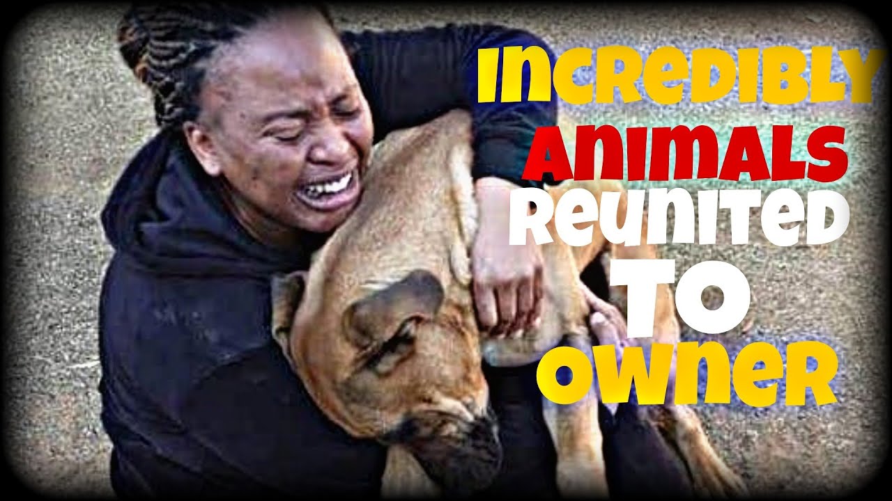 Animals Reunited With Owners After Long Time And Years (Incredible ...