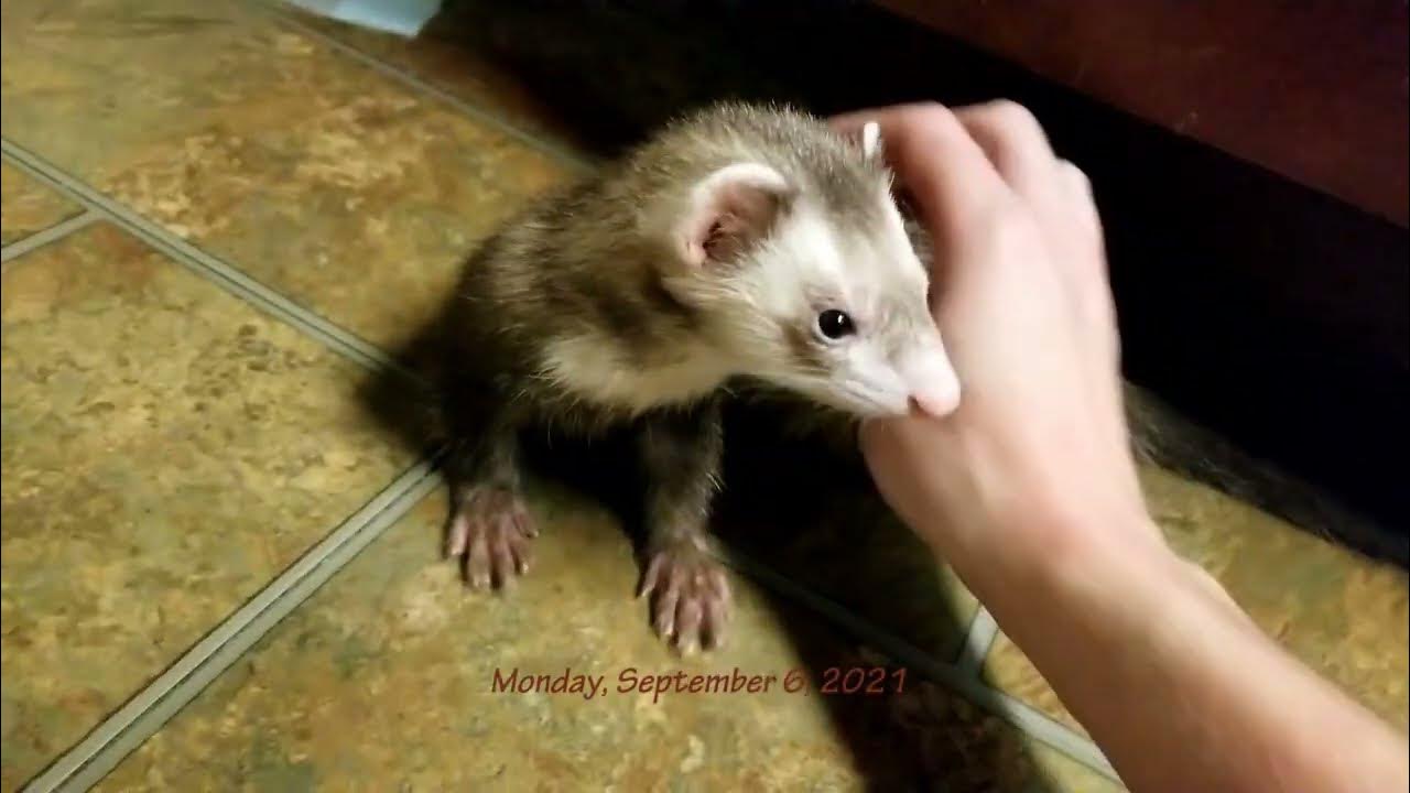 Every Day it's Ferrets! (Ferret Clips 221) - YouTube