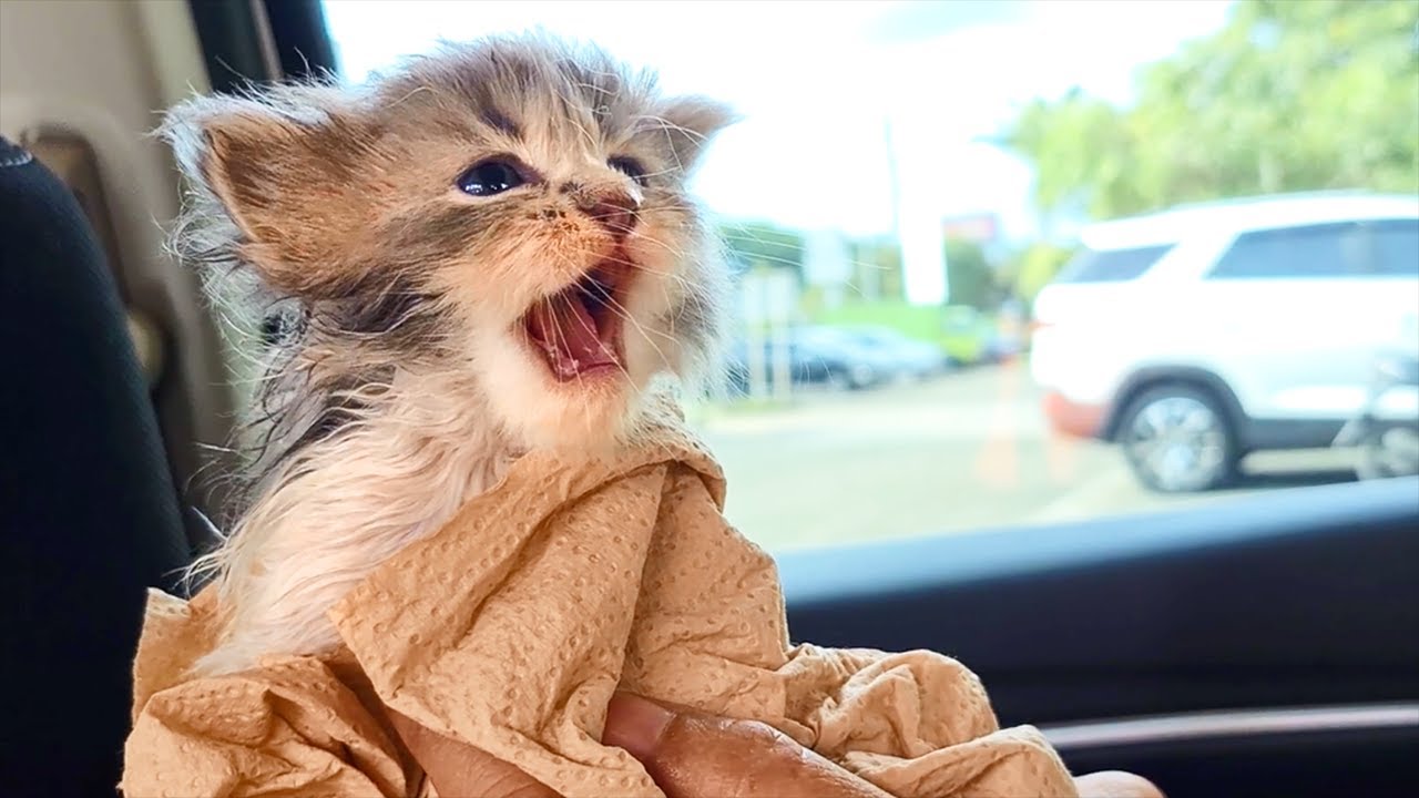 Kitten meowing & confused first time outside the house - YouTube