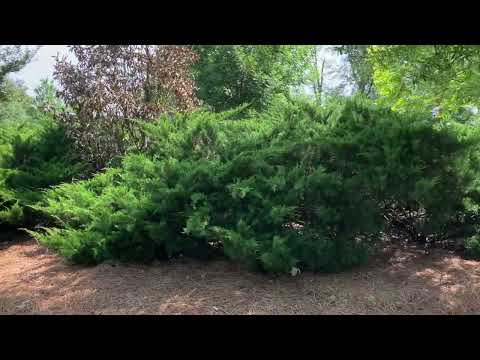 Join me in exploring nature in the Story of Life of a Magnolia Tree and ...