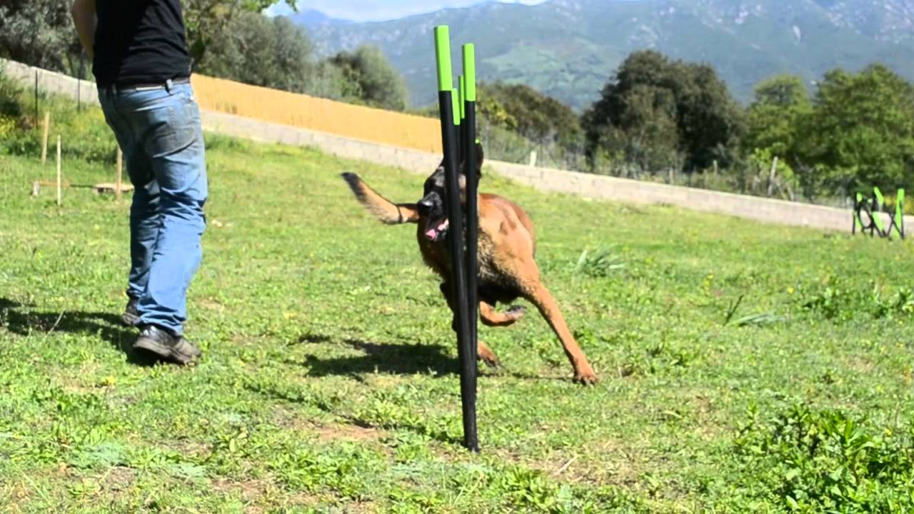 Ethan mon chien, mon ami, ma passion !!! - YouTube