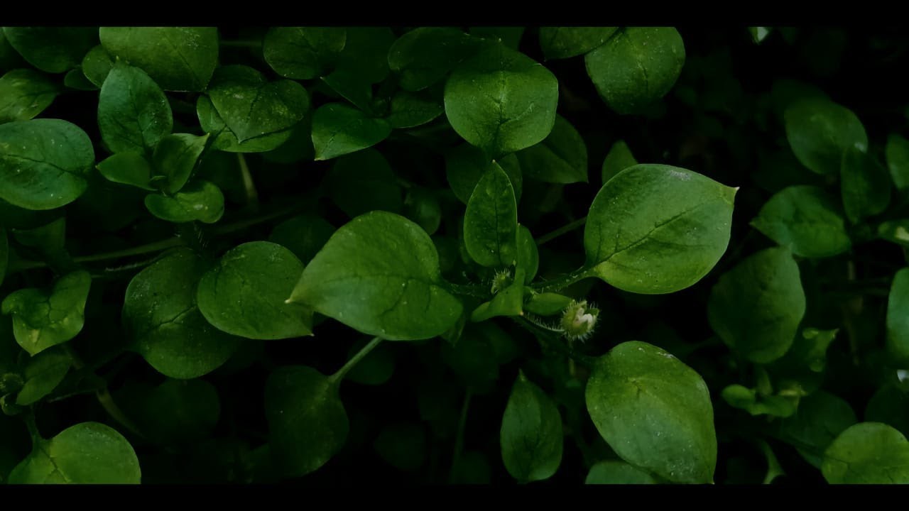 EXPLORE NATURE WITH ME || NATURE CINEMATIC VIDEO || NATURE SHORT VLOG ...