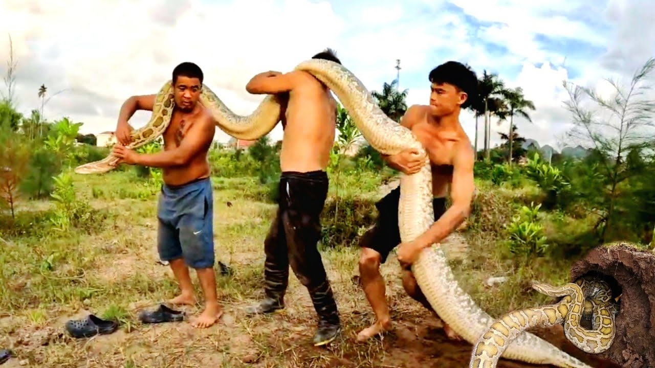 5 Brave Hunters Capture 2 Wild Giant Man-Eating Pythons - YouTube