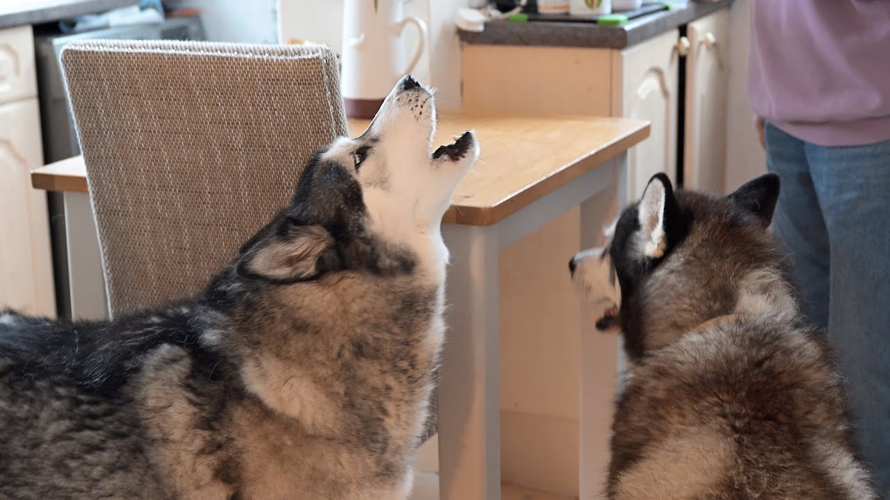 Husky Argues With Nan About Who Makes Rules! - YouTube