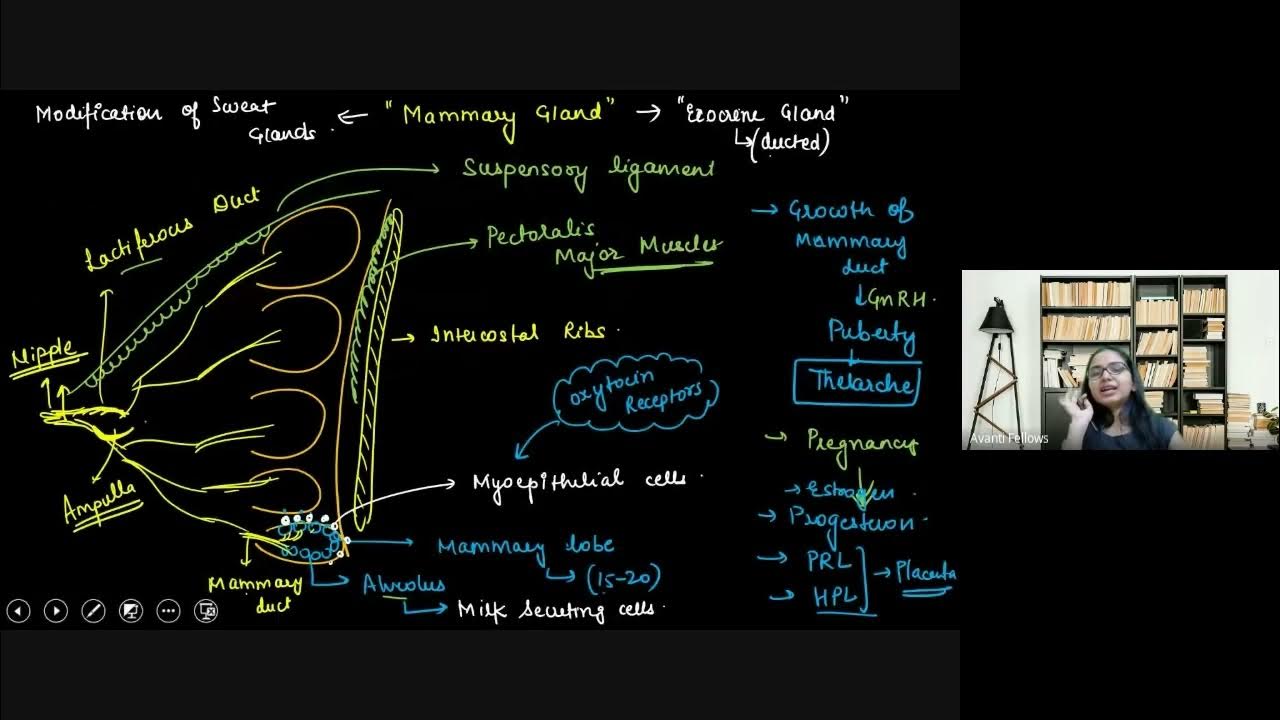 Human Reproduction L2 12th Biology 26th April 2023 Youtube