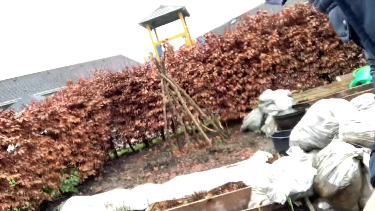 February garden inspection:-) - YouTube