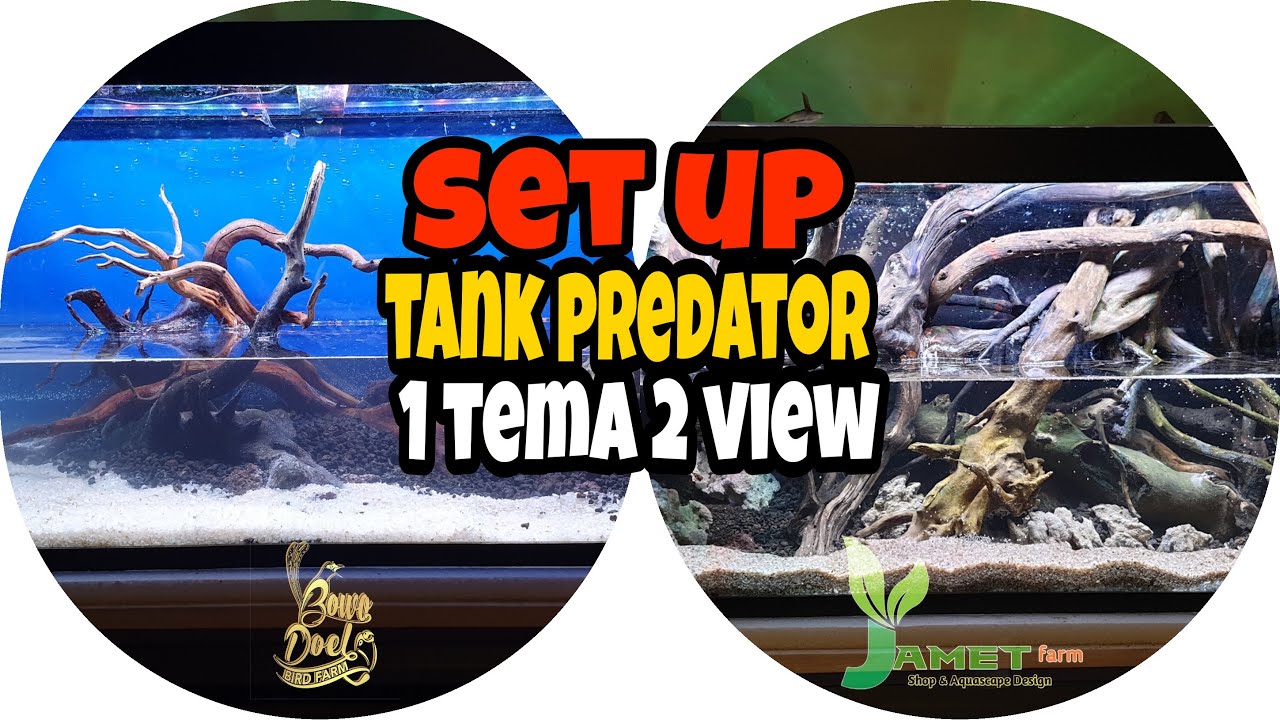 SET UP TANK PREDATOR 1 TEMA 2 VIEW - YouTube