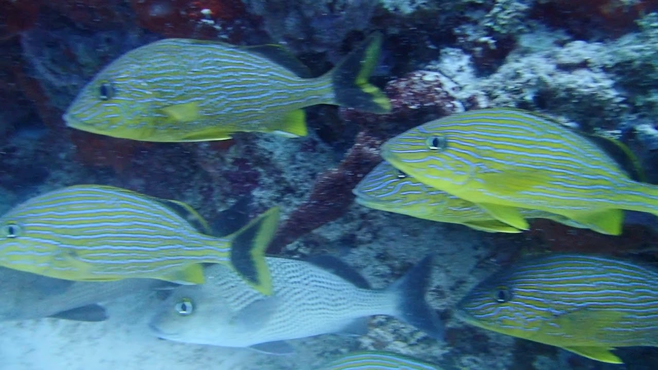 Fish Schooling #447 Palancar Reef - YouTube