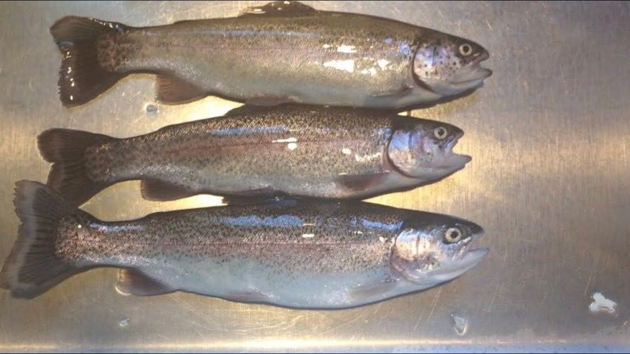 All you need to know about TROUT Fishing at CANBY POND- COMPLETE TACKLE ...
