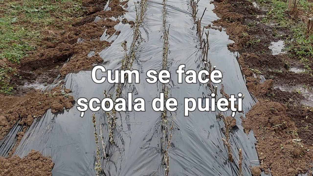 Cum se face o scoala de puieti. Butasire catina si smochini. - YouTube