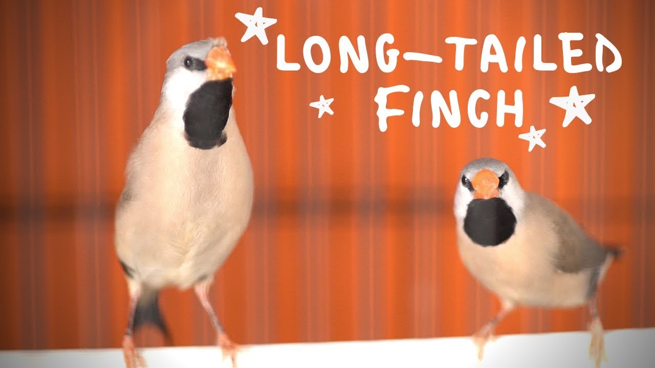 Cute Long Tail Finches | Key Facts You Need to Know About Long Tailed ...