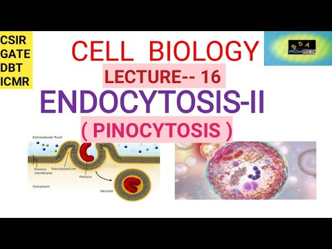 CELL BIOLOGY-- ENDOCYTOSIS ( PINOCYTOSIS) || CSIR || GATE || DBT|| ICMR ...