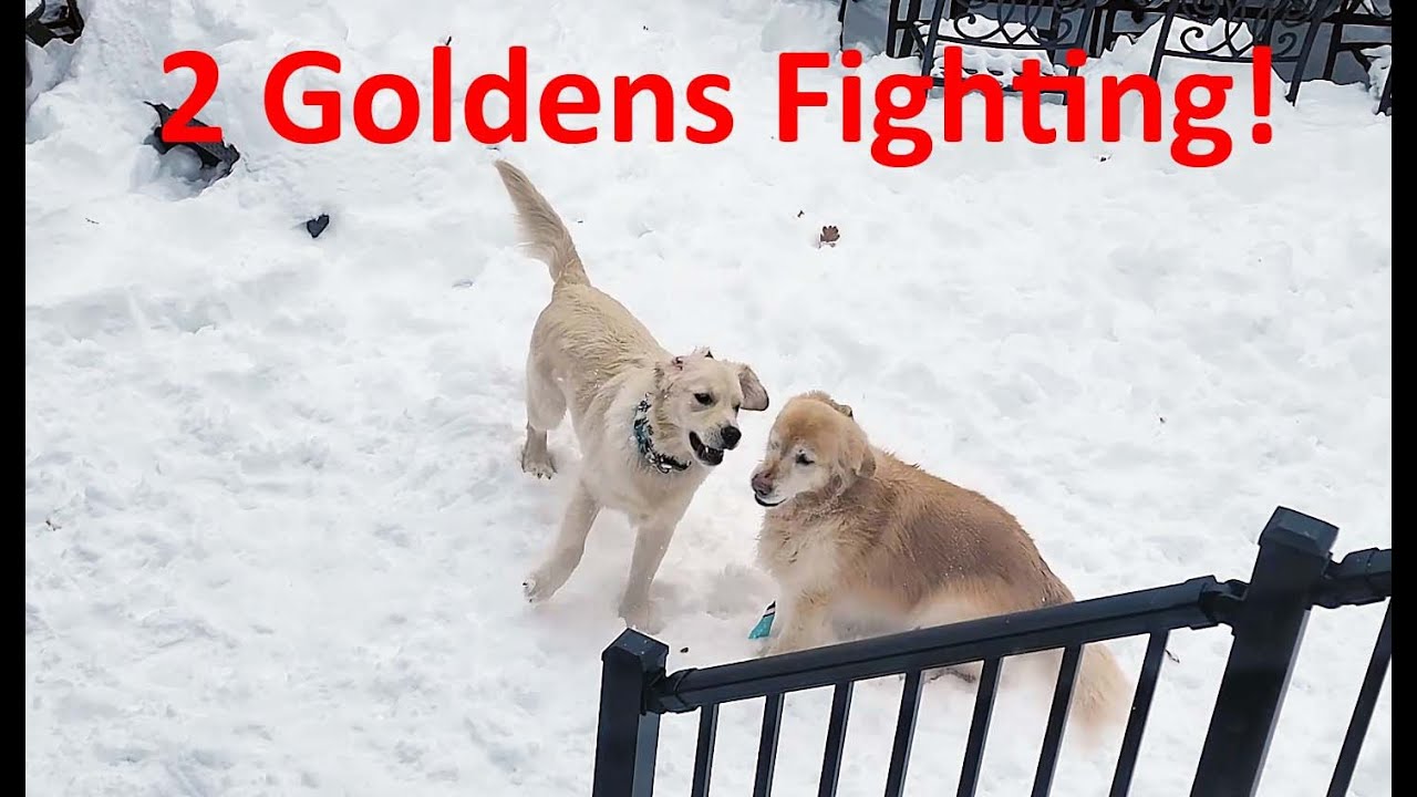 Cute Golden Retrievers fighting | Doggy MMA Style - YouTube