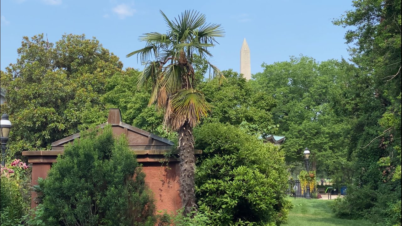 Washington DC Palm Trees 2024 - YouTube
