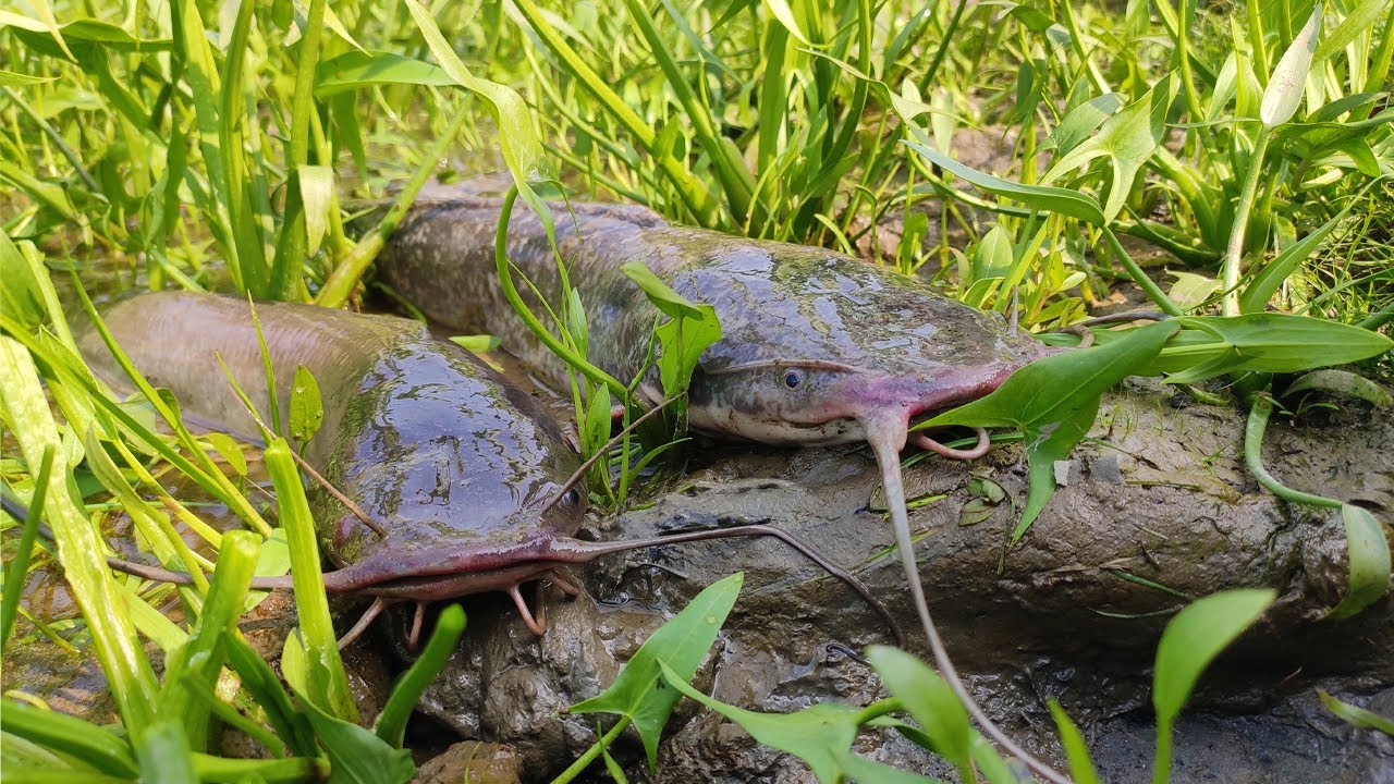 Unbelievable Hand Fishing | Boy Hunting Monster Catfish in Mud Water by ...