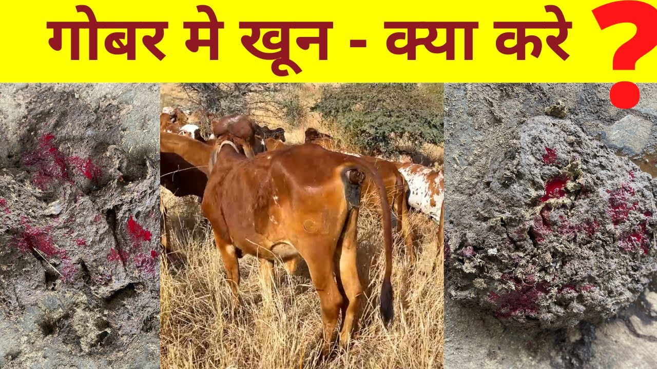 Cow dung blood intestine problem and solution | गाय अगर गोबर की जगह खून ...