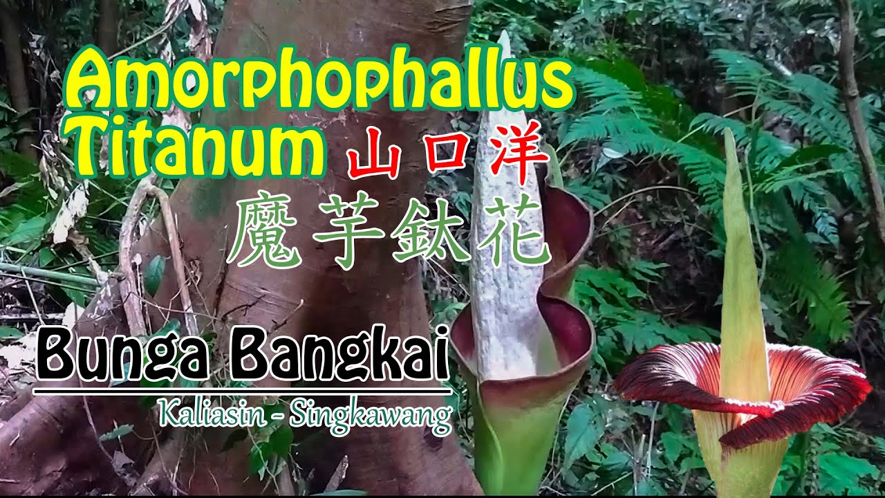 Amorphophallus Titanum - 魔芋鈦花 - Kibut / Bunga Bangkai SINGKAWANG - YouTube