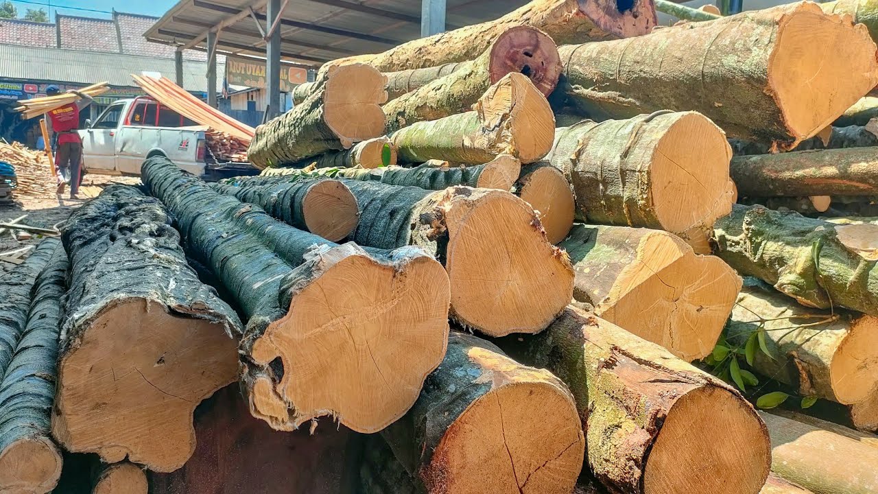 Terbilang langka‼️Dari mana kayu melinjo ini, langsung digergaji balok ...