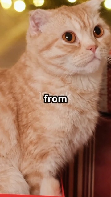 The Cat Distribution System Never Fails!" - YouTube