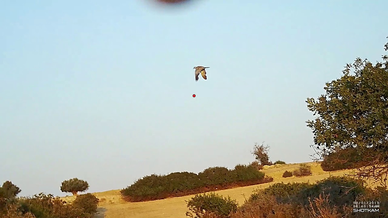 ΚΥΝΗΓΙ ΦΑΣΣΑΣ ΤΡΥΓΟΝΙΟΥ ΚΥΠΡΟΣ 2019 SHOTKAM (COLLARED DOVE HUNTING ...