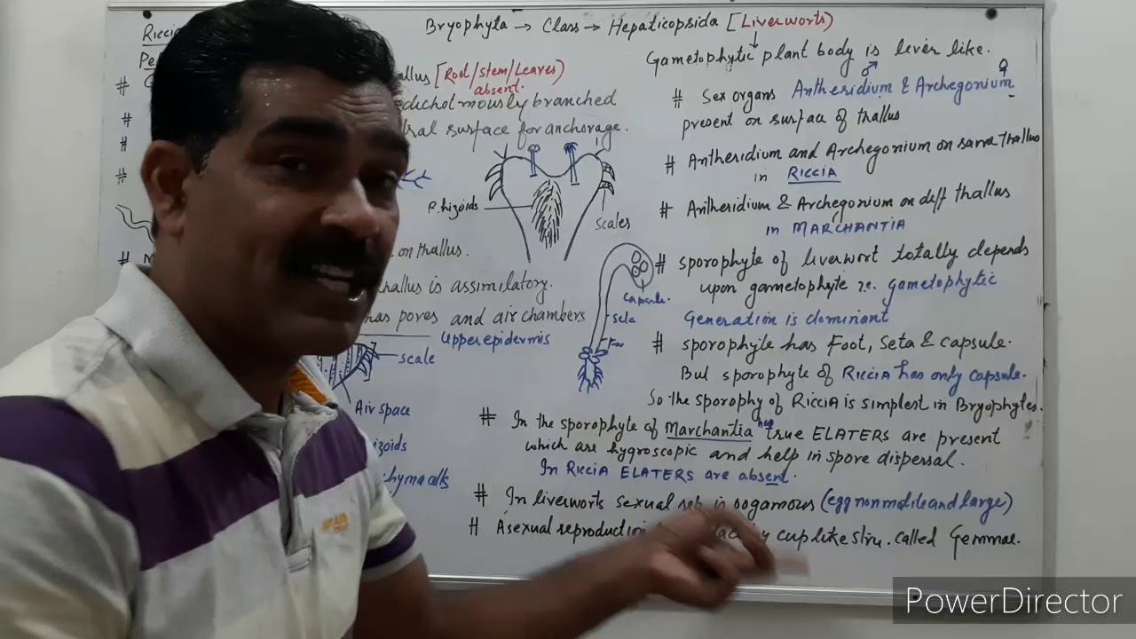 Hepaticopsida - liverworts & Anthoceratopsisa - hornworts for +1 and ...
