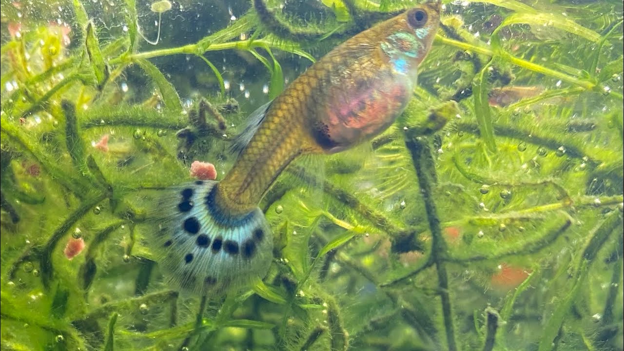 How to breed guppy! 1)guppy mating video! - YouTube