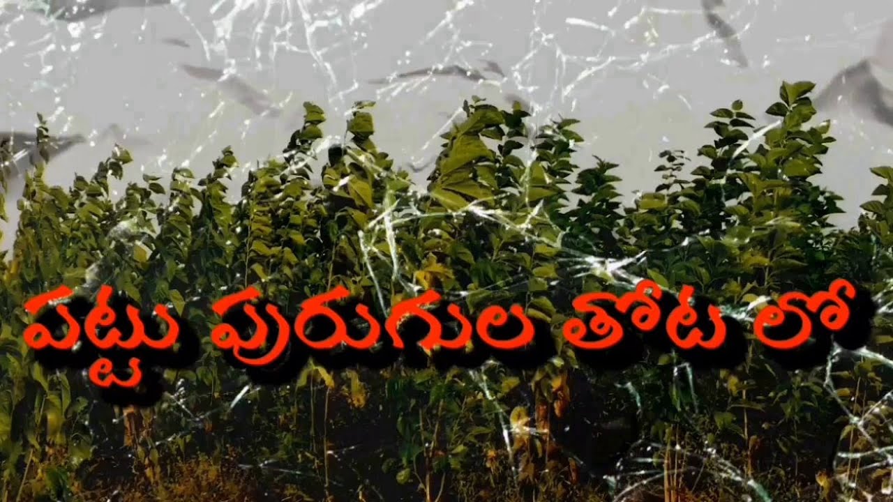 Pattu Purugula Thota Lo || పట్టు పురుగుల తోట లో - YouTube