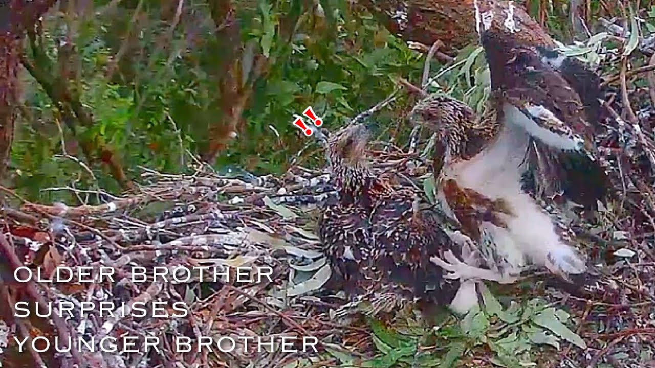 #280🦅Sea Eagle Nest／Sea-EagleCAM4 Live Stream - YouTube