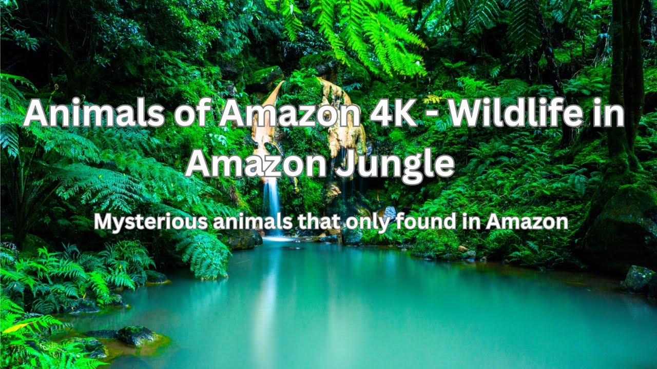 Amazon Wildlife - Facts About Amazon Forest Animals - Mysterious ...