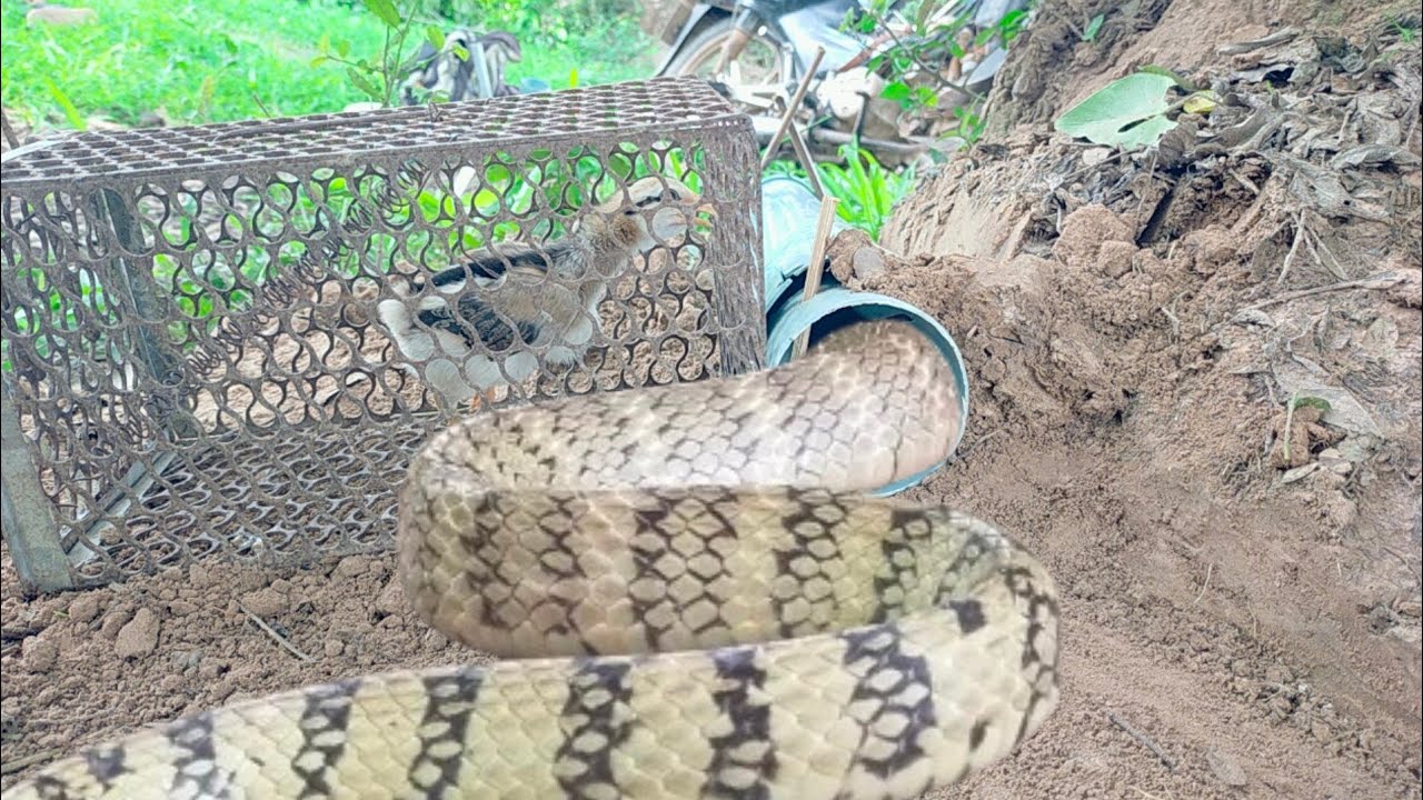DIY Video Easy Snake Trap Innovative Camera Design as Quick Trap - YouTube