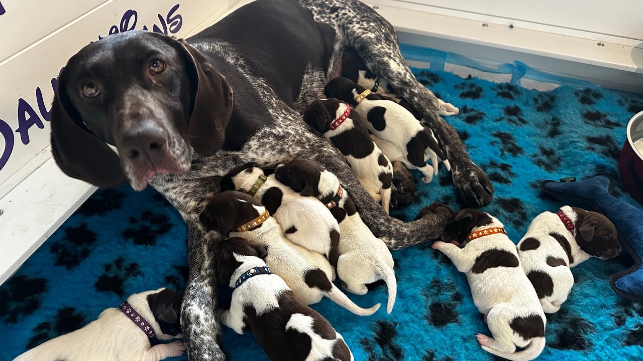 4 day old gsp puppies - YouTube