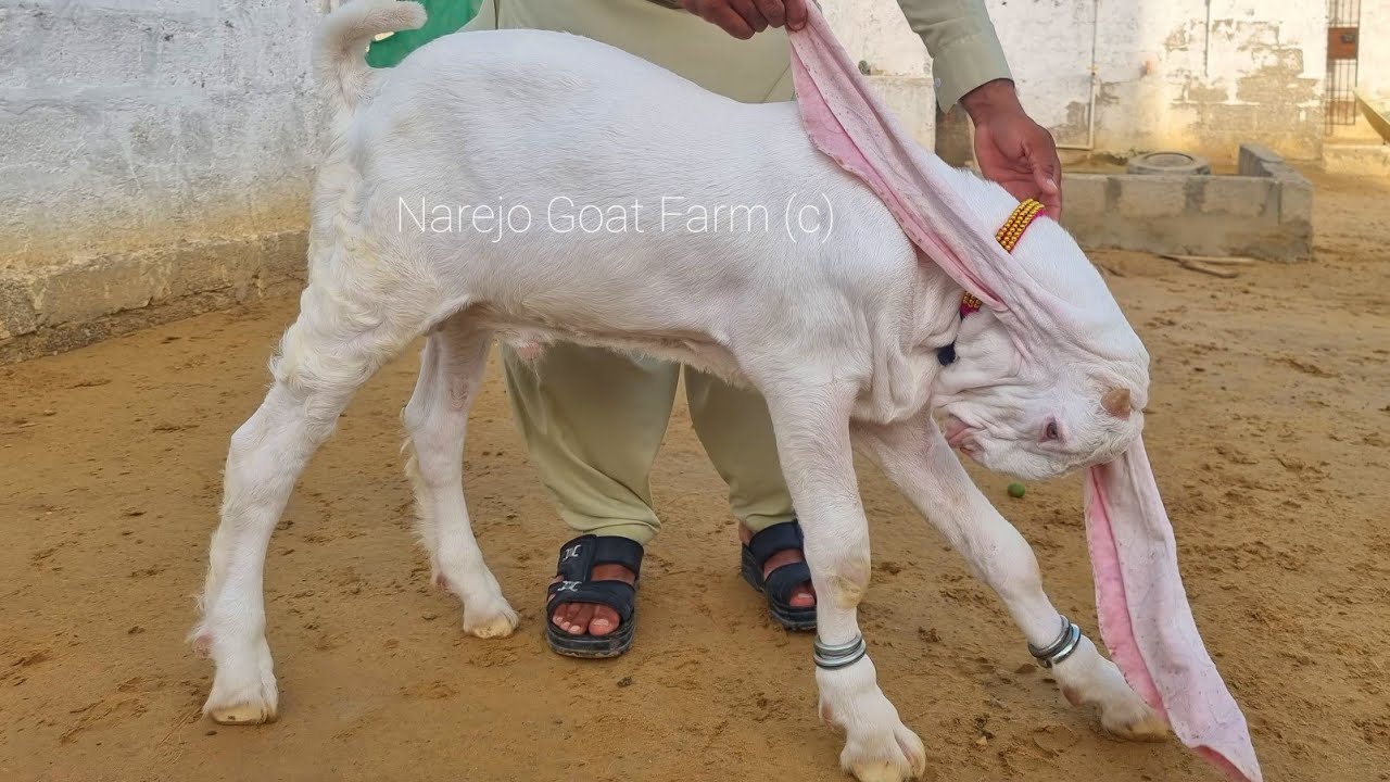 Cute Gulabi Goat Kid | Complete Documentary - YouTube