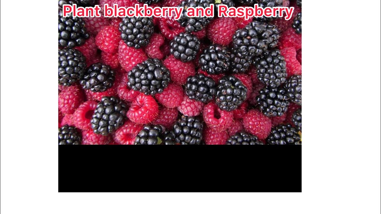 🌱Plant Blackberry and Raspberry Bushes 🌱 - YouTube