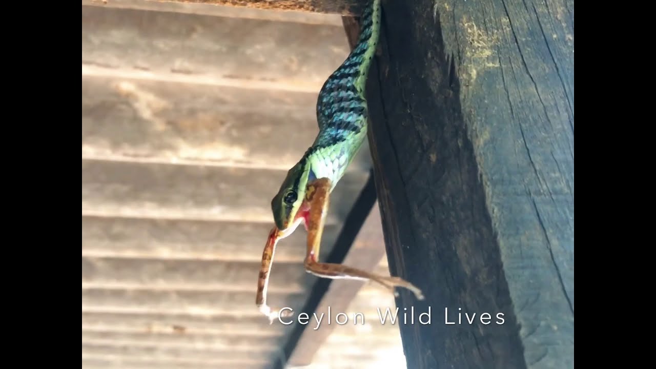 Snake vs frog | snake hunt frog | snake eats frog - YouTube