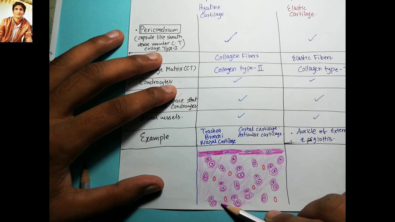 11 How to Draw Cartilage/Histology/Exams Preps - YouTube