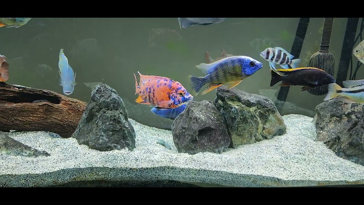 PRO TIPS FOR HAVING A SUCCESSFUL PREDATOR AFRICAN CICHLID TANK SETUP ...