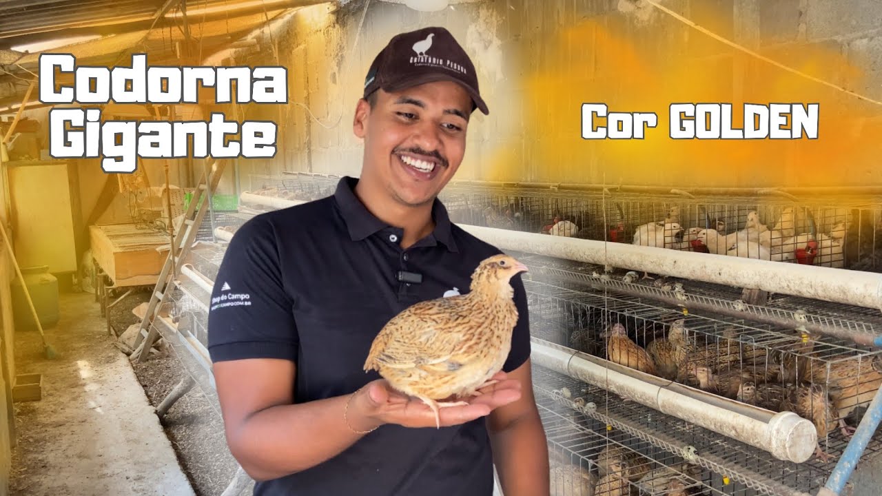 Codorna GIGANTE EUROPEIA Cor GOLDEN - A MELHOR GENÉTICA DO BRASIL ...