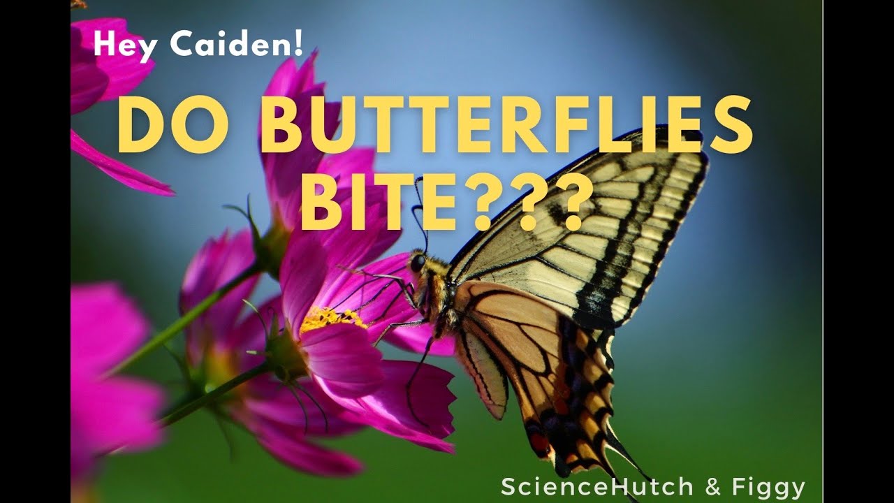 Do Butterflies Bite? - YouTube