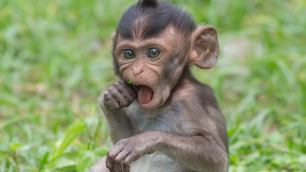 Monkey Eating Grass - YouTube