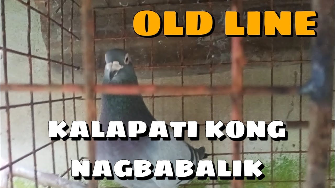OLD LINE KO NA KALAPATI NAGBABALIK #kalapati #beastlofttv #pigeonracing ...