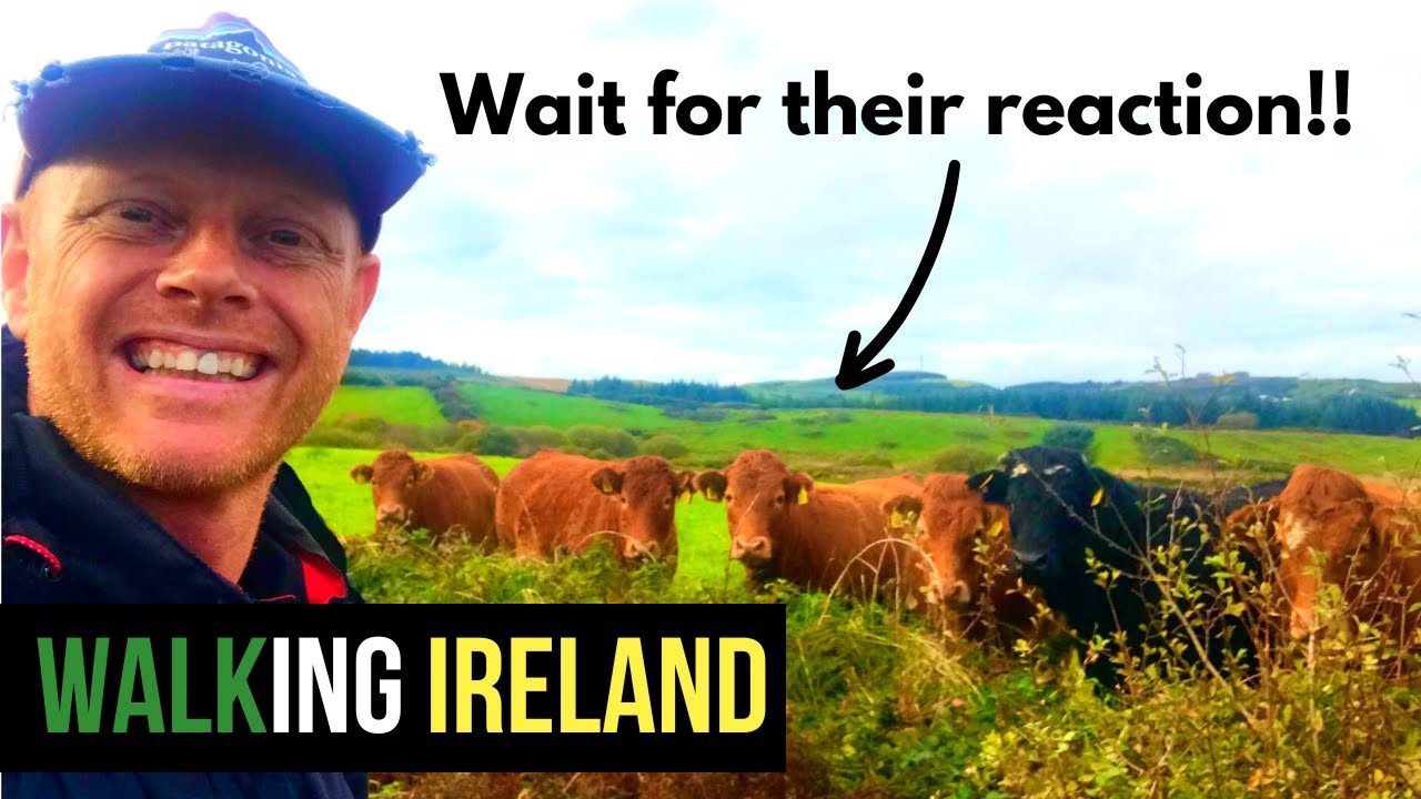 I Started Singing to these Cows and their Reaction was Adorable (Day 34 ...