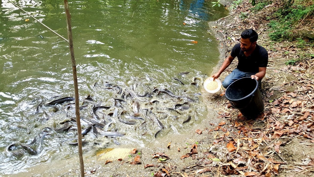 Small Fish Farm Idea's ! Make in Home - YouTube