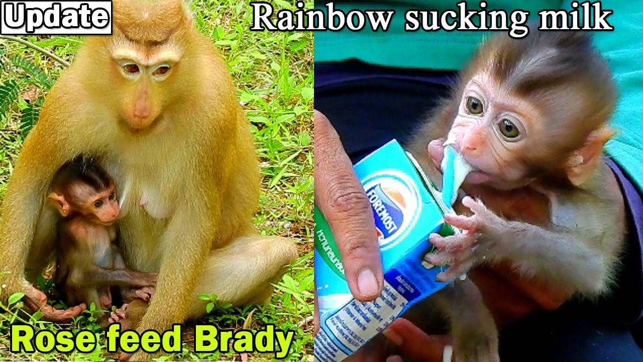 30-08-22 Sound crying of baby Rainbow scare man catch feeding milk/Rose ...