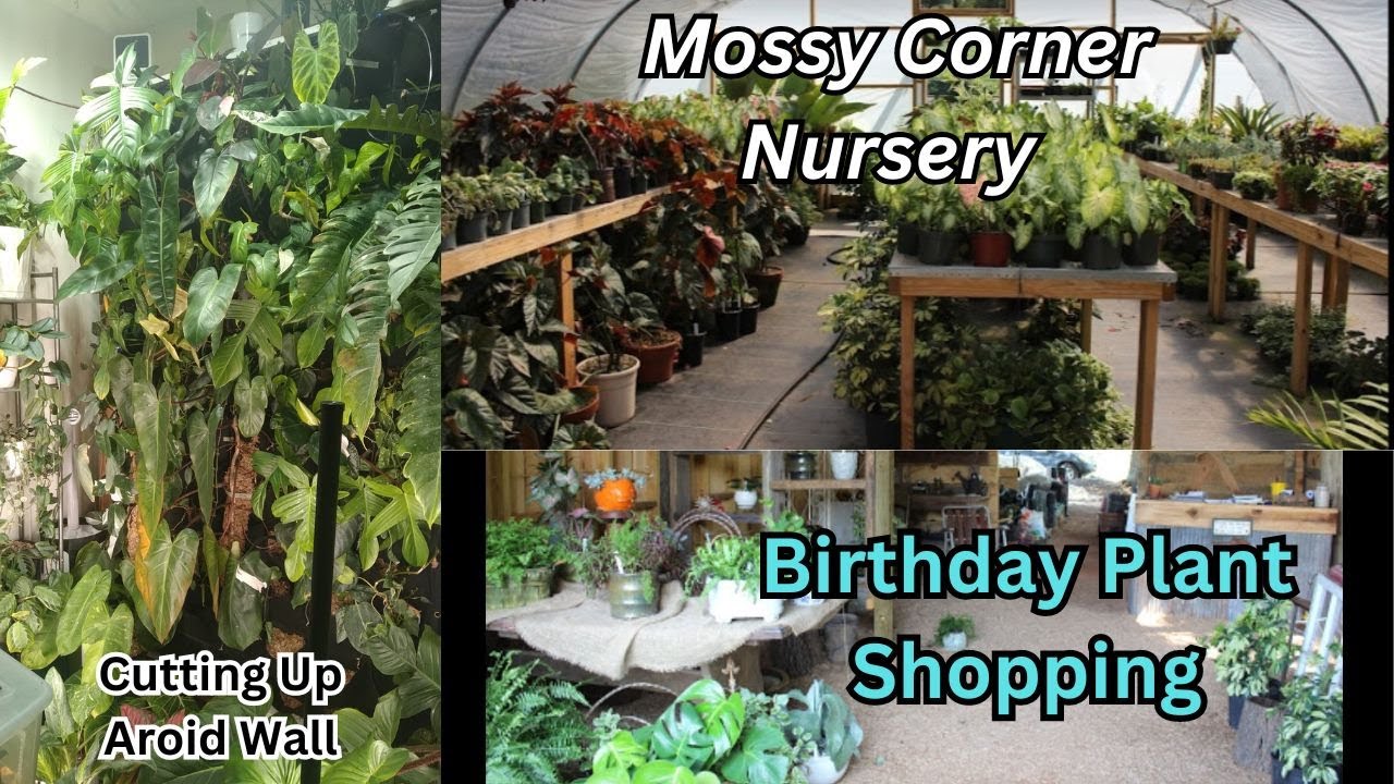 Birthday Plant Shopping w/ Some Chopping and Propping on the Aroid Wall ...