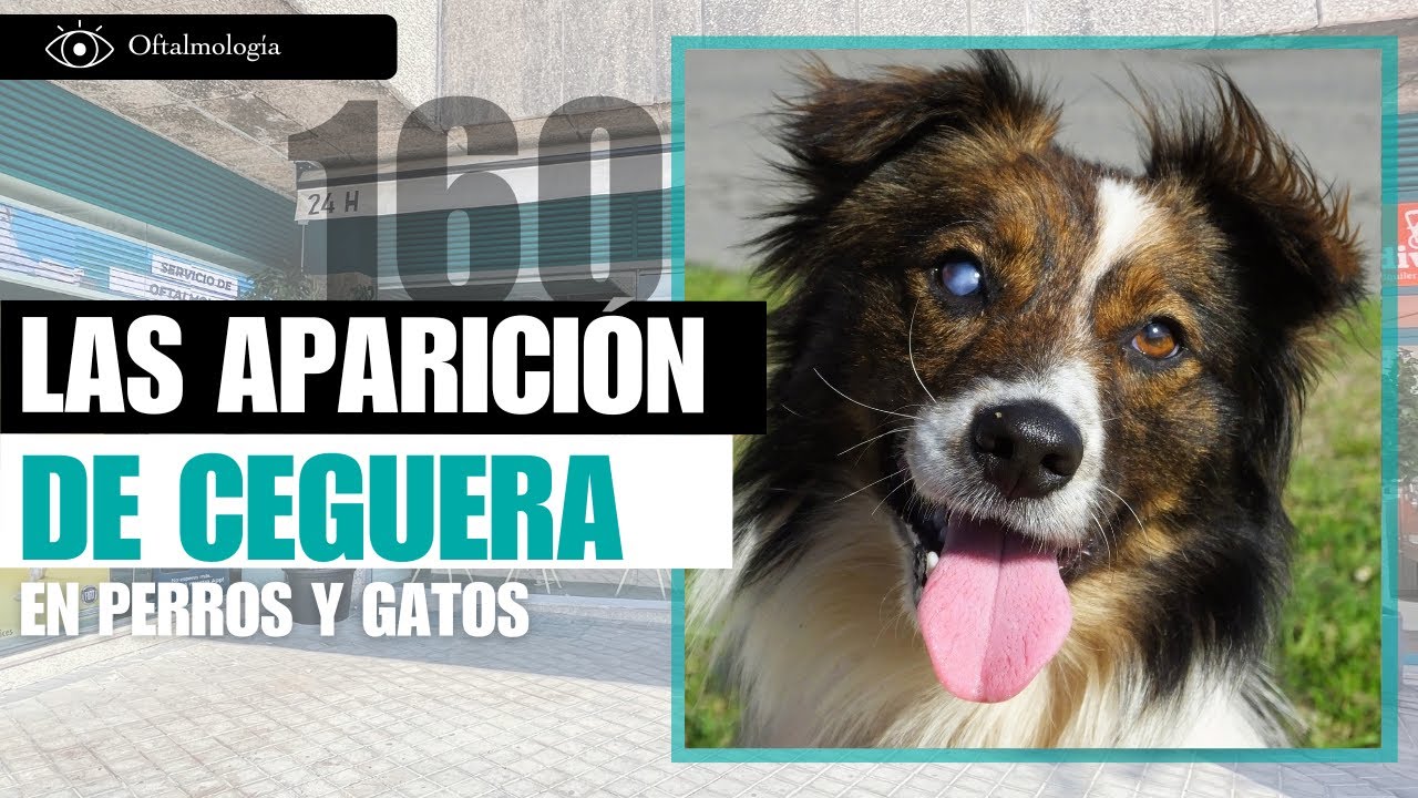 CAPÍTULO 160: La ceguera en perros y gatos - Veterinario especialista ...