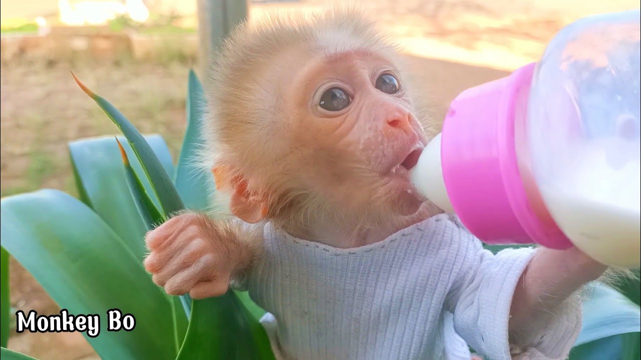 Baby monkey drinking milk and playing in the flower garden with Dad - YouTube
