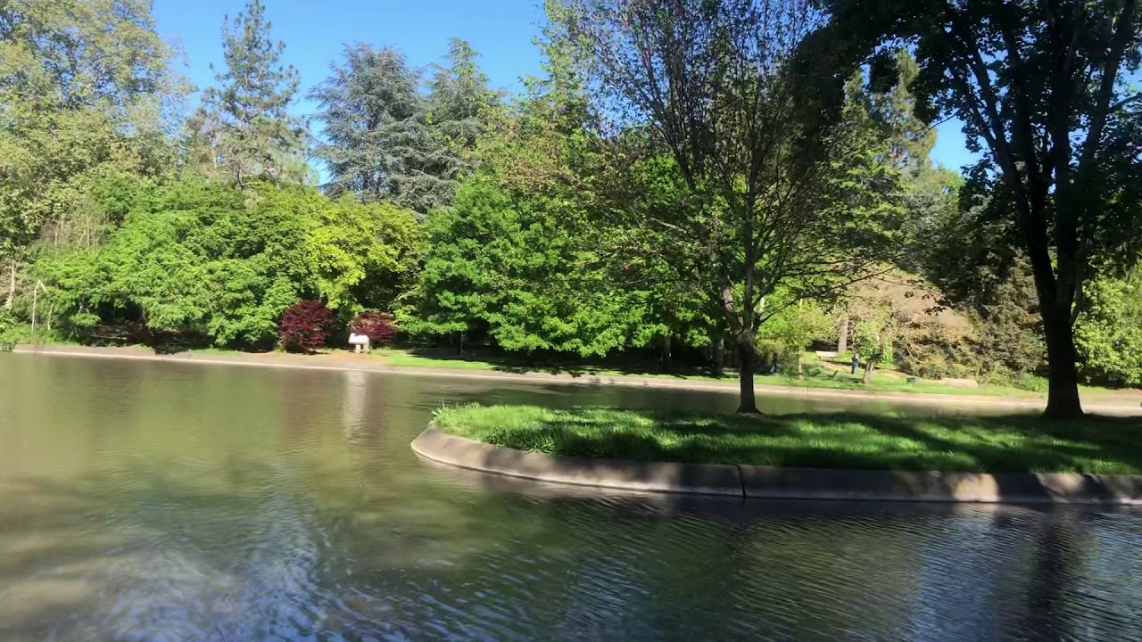 Duck pond at Sonoma State University - YouTube