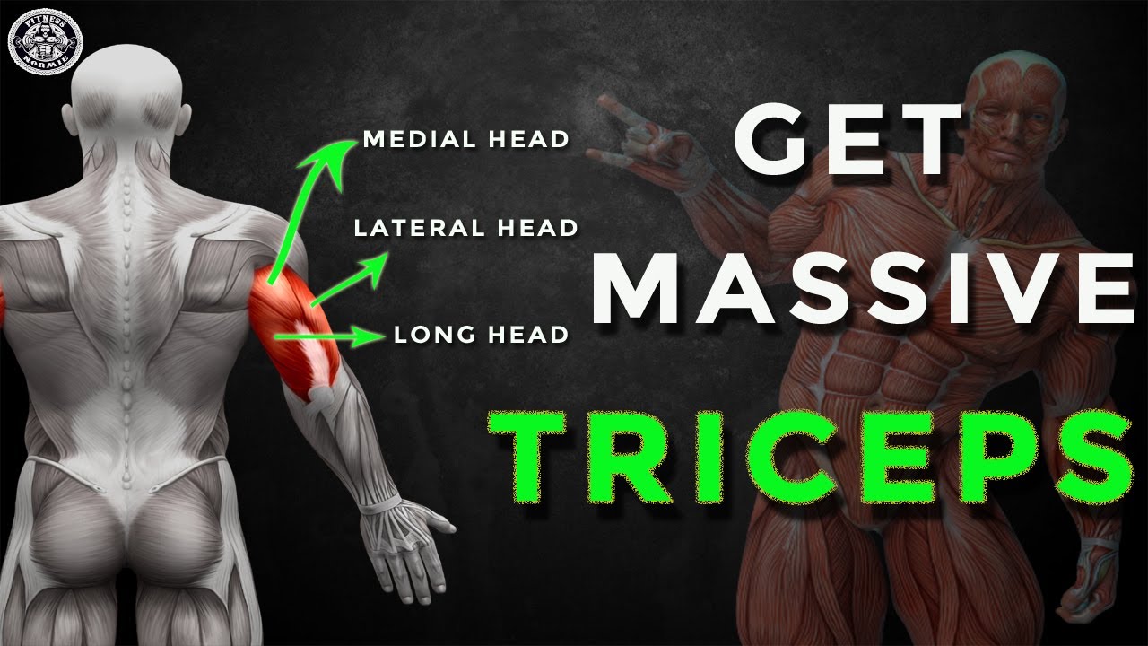 TOP 5 EXERCISE FOR BIGGER TRICEPS | BEGINNERS | MALE | FITNESS NORMIE ...