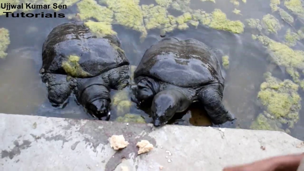 300+ Years Old Tortoise at Bharatpur Bird Sanctuary, Keoloadev National ...