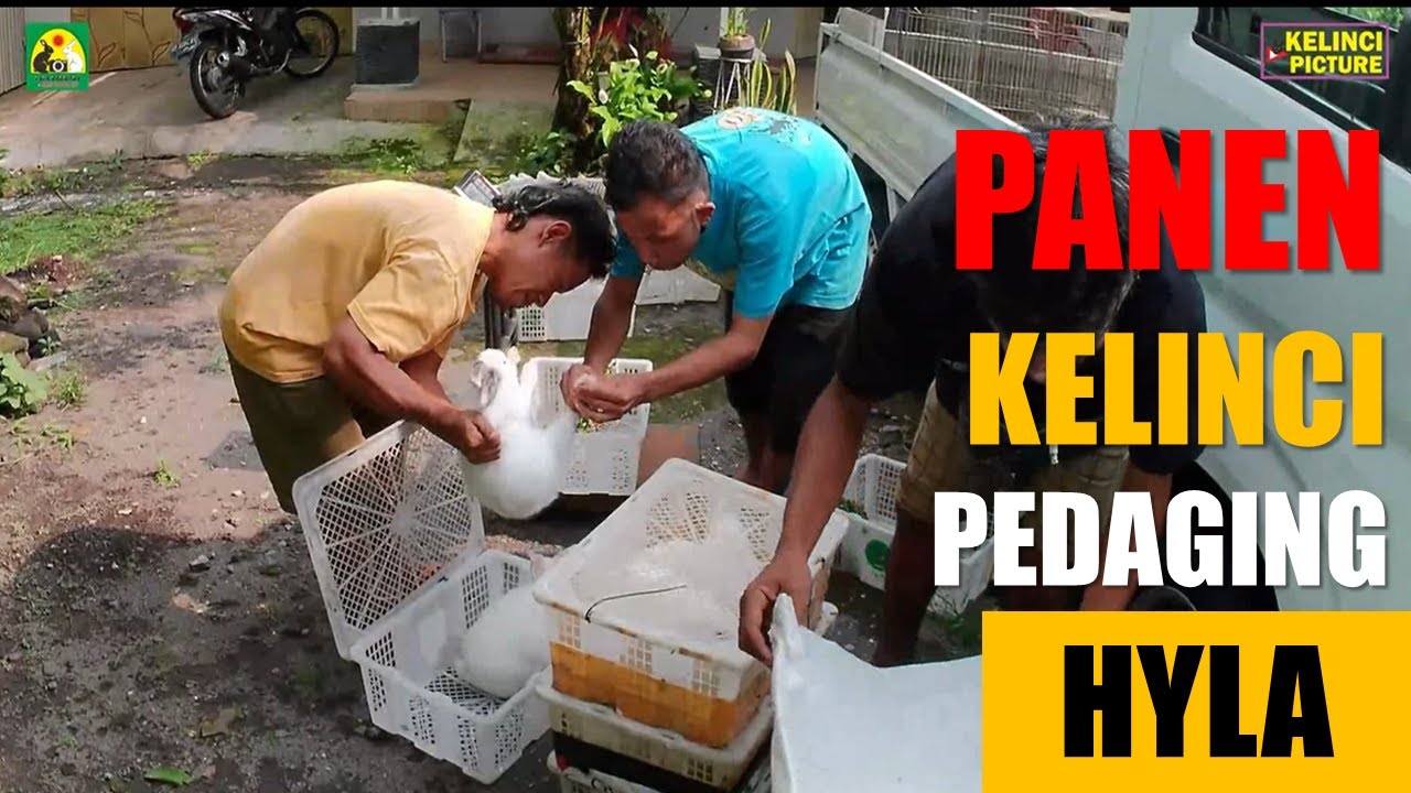 Panen Kelinci Pedaging Hyla Setor ke Pengepul I Kelinci picture - YouTube